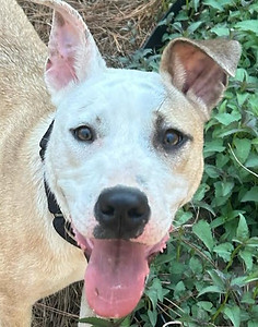 ADOPTABLE DOGS | hero-dog-rescue