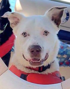 ADOPTABLE DOGS | hero-dog-rescue