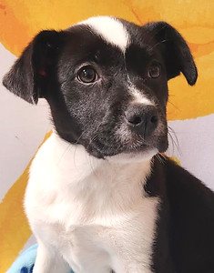 ADOPTABLE DOGS | hero-dog-rescue