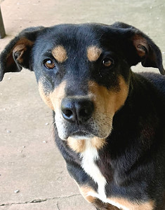 ADOPTABLE DOGS | hero-dog-rescue