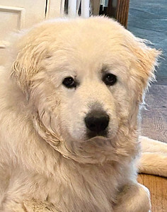 ADOPTABLE DOGS | hero-dog-rescue