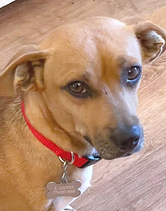 ADOPTABLE DOGS | hero-dog-rescue