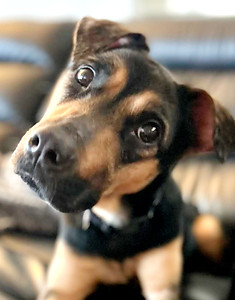 ADOPTABLE DOGS | hero-dog-rescue