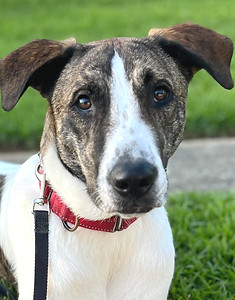 ADOPTABLE DOGS | hero-dog-rescue