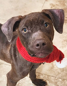 ADOPTABLE DOGS | hero-dog-rescue