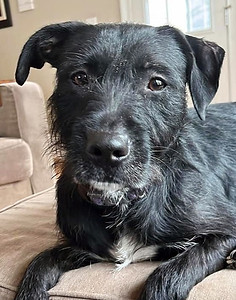 ADOPTABLE DOGS | hero-dog-rescue