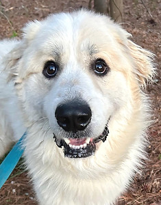 ADOPTABLE DOGS | hero-dog-rescue