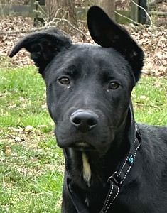 ADOPTABLE DOGS | hero-dog-rescue