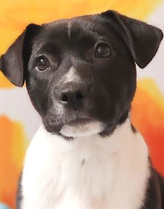 ADOPTABLE DOGS | hero-dog-rescue