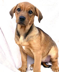 ADOPTABLE DOGS | hero-dog-rescue