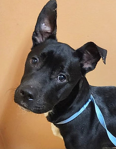 ADOPTABLE DOGS | hero-dog-rescue