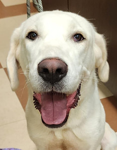 ADOPTABLE DOGS | hero-dog-rescue