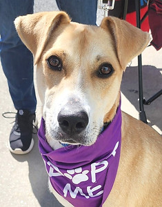 ADOPTABLE DOGS | hero-dog-rescue