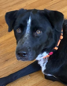 ADOPTABLE DOGS | hero-dog-rescue