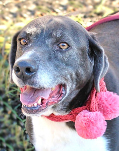 ADOPTABLE DOGS | hero-dog-rescue