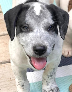 ADOPTABLE DOGS | hero-dog-rescue