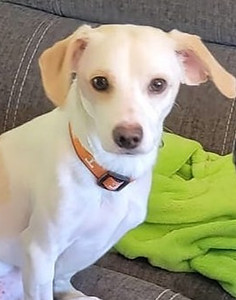 ADOPTABLE DOGS | hero-dog-rescue