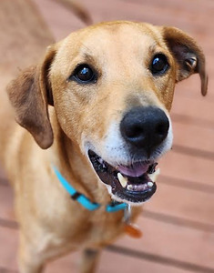 ADOPTABLE DOGS | hero-dog-rescue