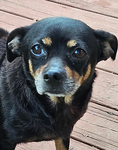 ADOPTABLE DOGS | hero-dog-rescue