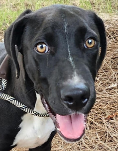 ADOPTABLE DOGS | hero-dog-rescue