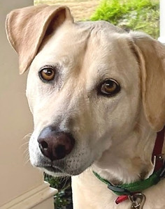 ADOPTABLE DOGS | hero-dog-rescue