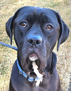 ADOPTABLE DOGS | hero-dog-rescue