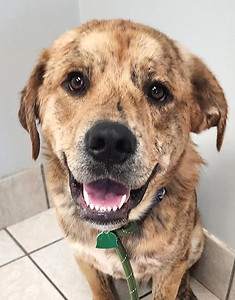 ADOPTABLE DOGS | hero-dog-rescue