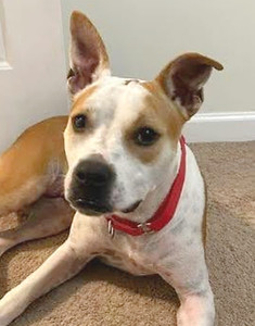 ADOPTABLE DOGS | hero-dog-rescue