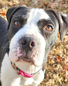 ADOPTABLE DOGS | hero-dog-rescue