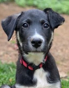 ADOPTABLE DOGS | hero-dog-rescue