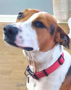 ADOPTABLE DOGS | hero-dog-rescue