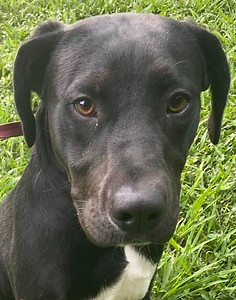 ADOPTABLE DOGS | hero-dog-rescue