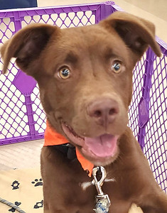 ADOPTABLE DOGS | hero-dog-rescue