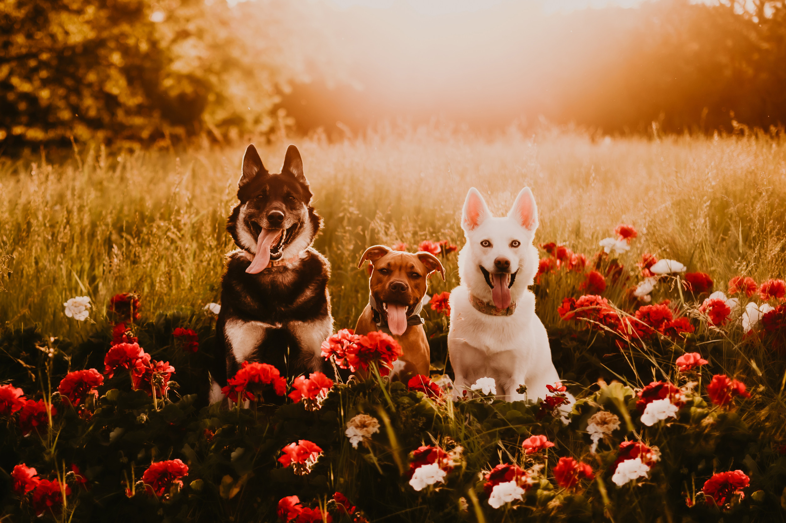 Award Winning Pet Photographer Charlotte & Lake Norman | Enchanted ...