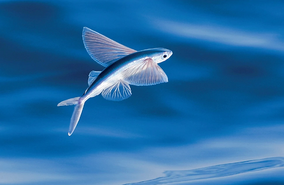 flying fish web design