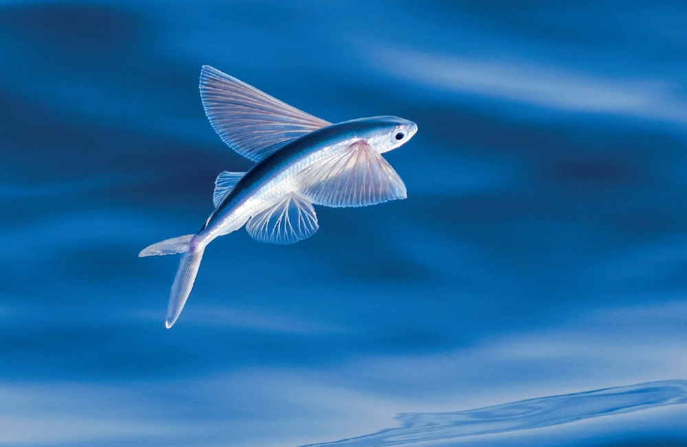 Barbados, the land of the flying fish