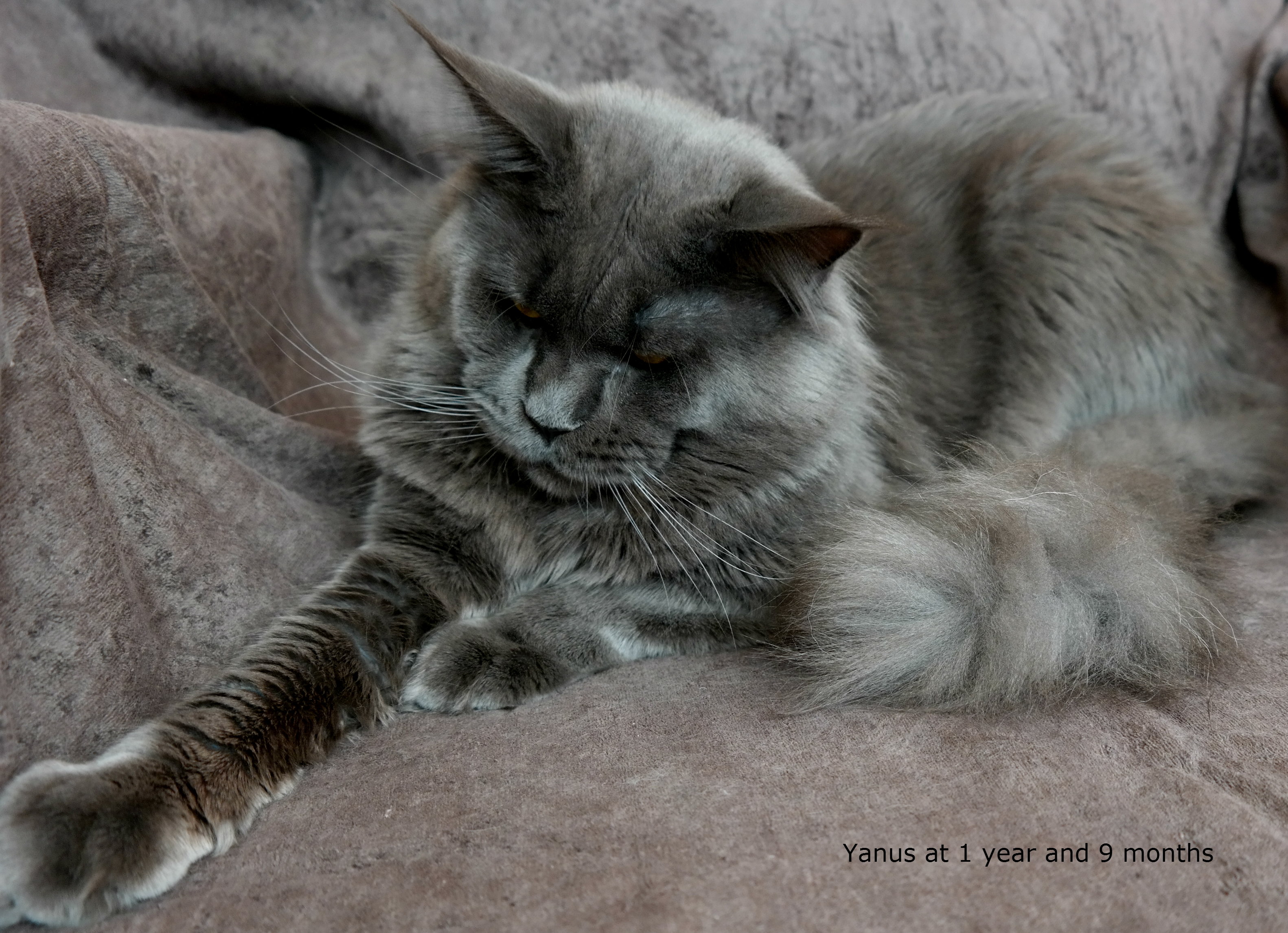 Yanus Show & Gallery