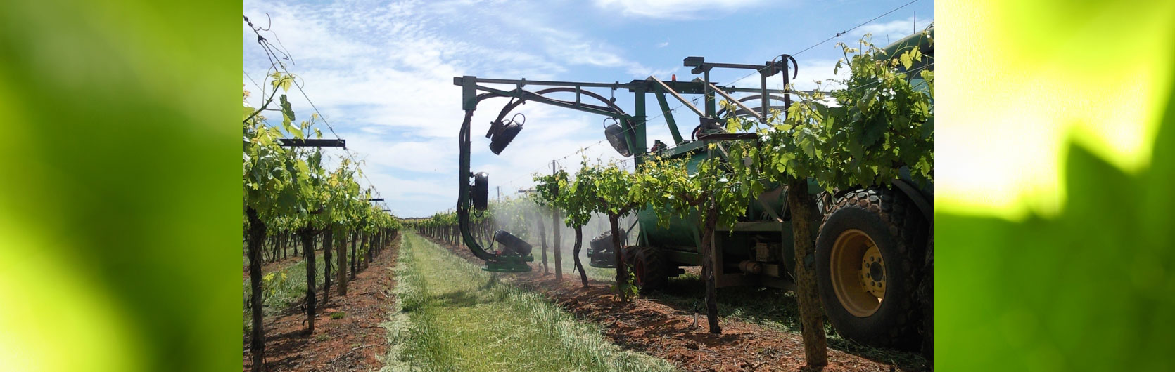 Table Grapes System | greentech