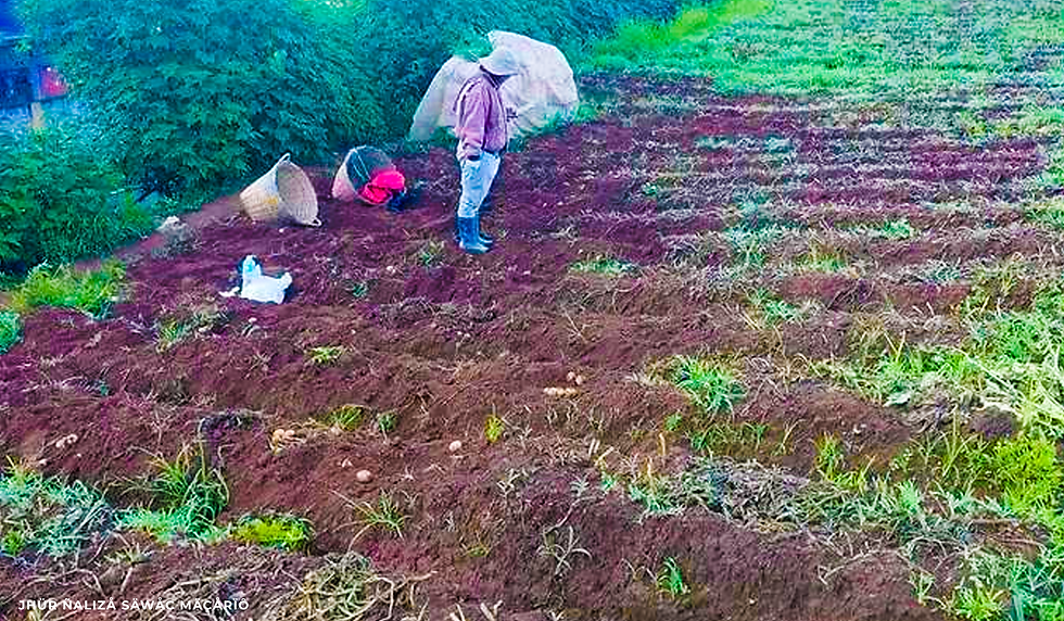 Farmer in Benguet loses 200kg potatoes to thieves who dug on his farm