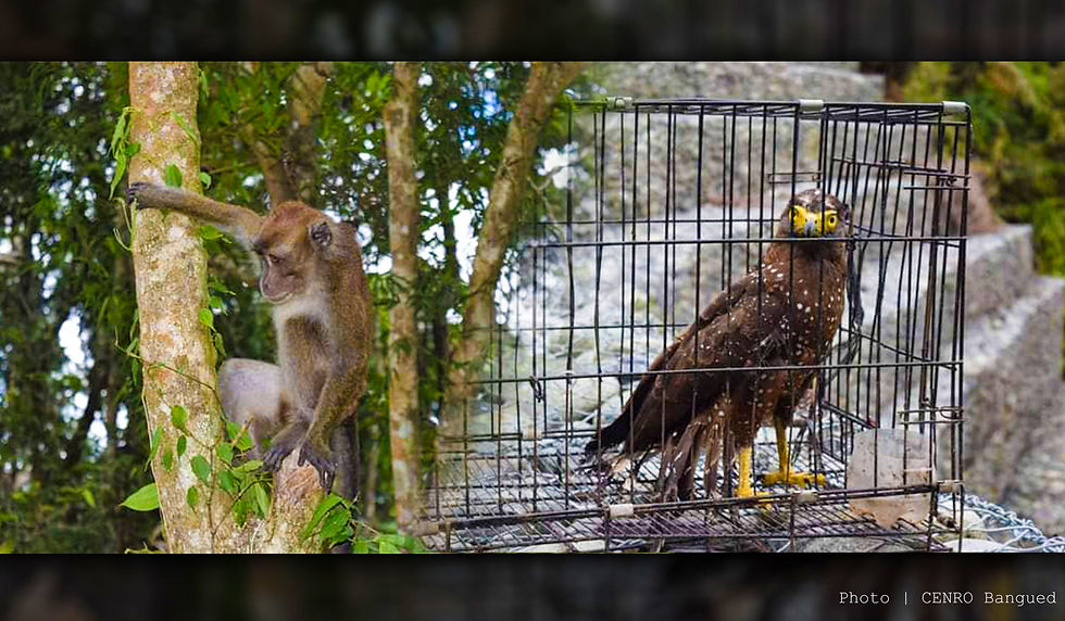 8 wild animals released back into Abra forest