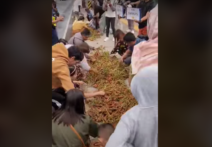 Benguet farmers offer carrots for free as prices drop to P1 per kilo