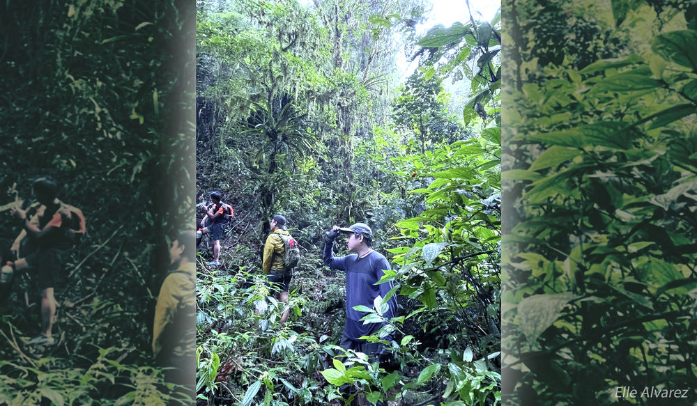 Aguinaldo, Ifugao recommends trekking at Mt. Ambalawag to tourists