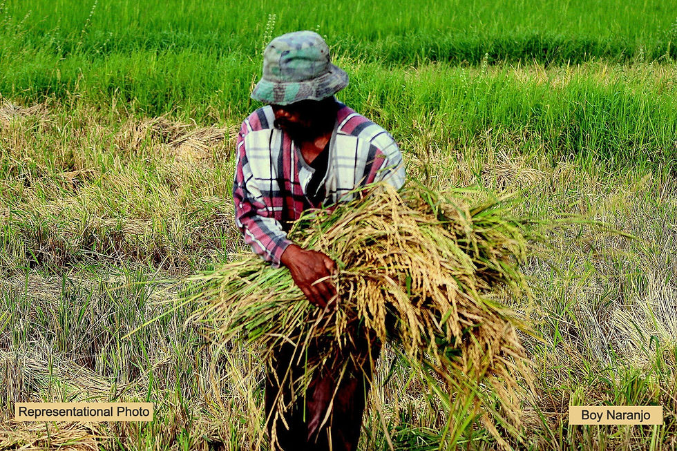 204 rice farmers of Agbannawag, Tabuk City received P1M cash assistance ...