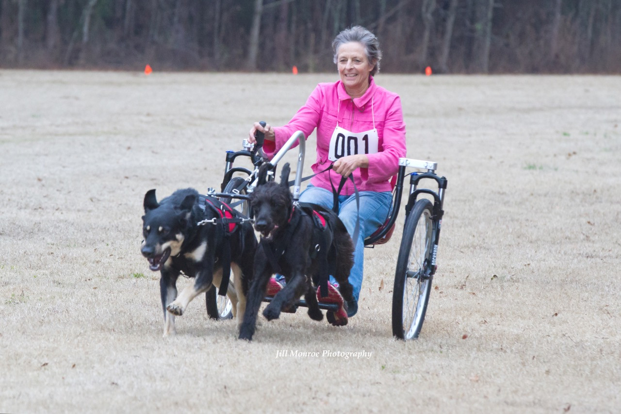 Chalo Sulky, dog carting, dog driving, sulky driving, How to Train,