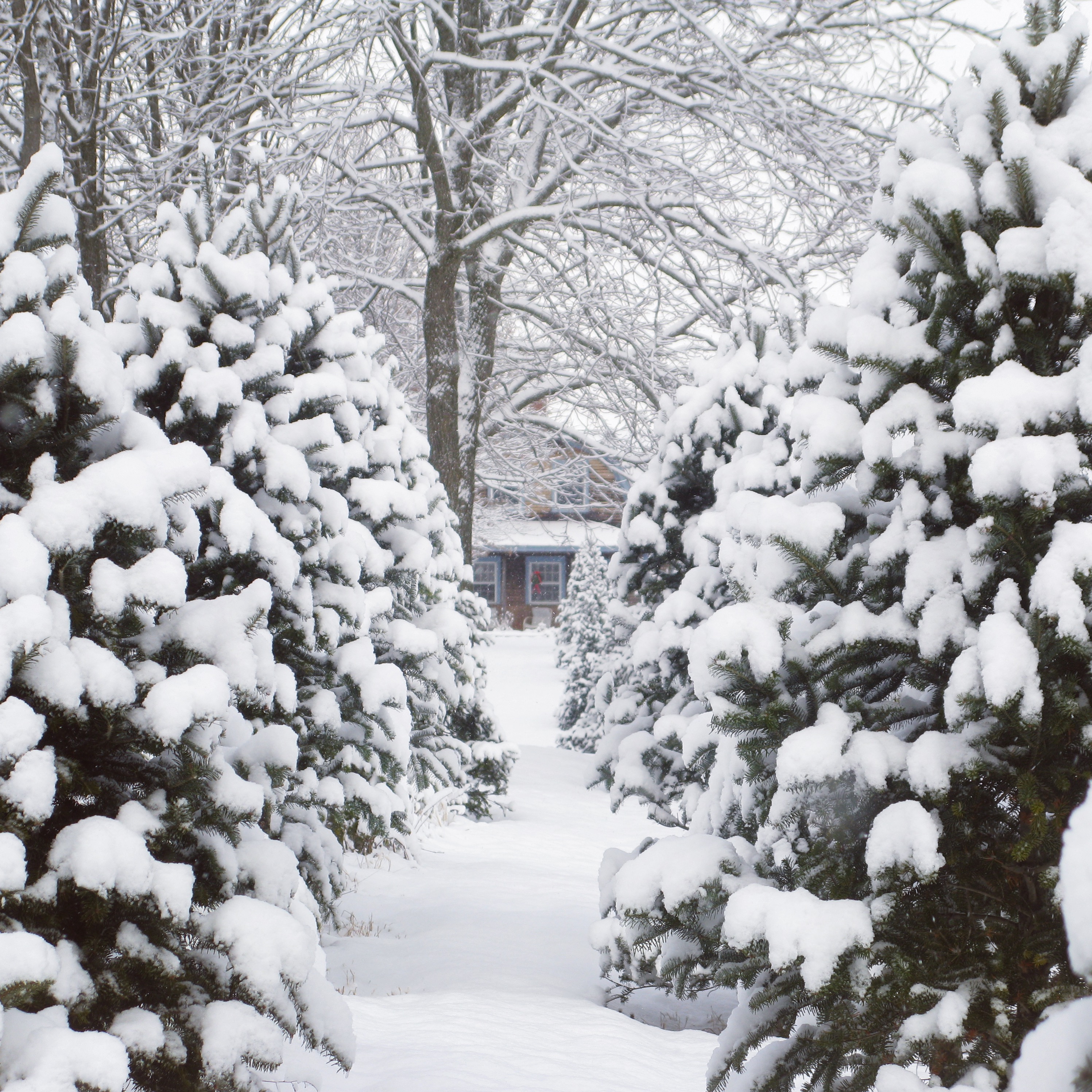 Christmas Tree Farm | Vermont | Werner Tree Farm