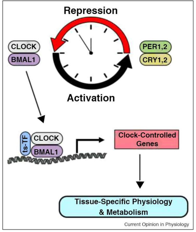Exercise and Circadian Rhythms