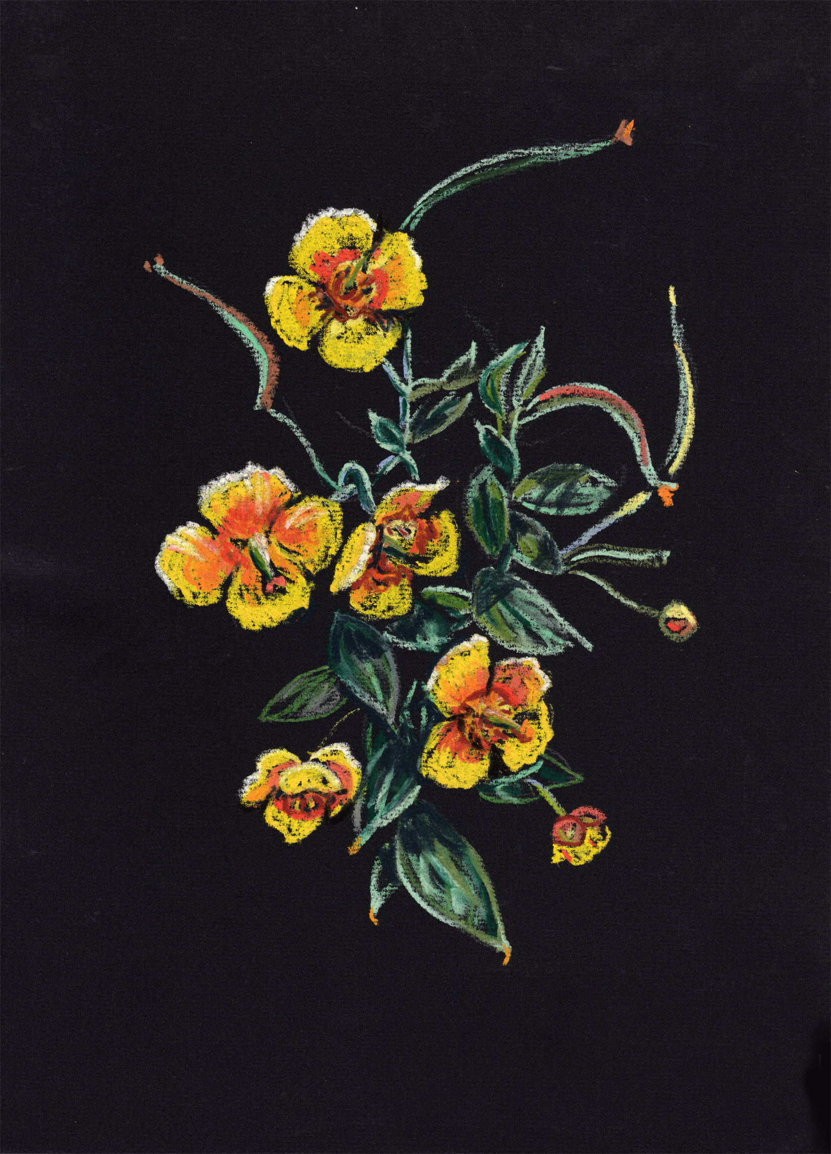 Botanical Art | isabellegreene-1