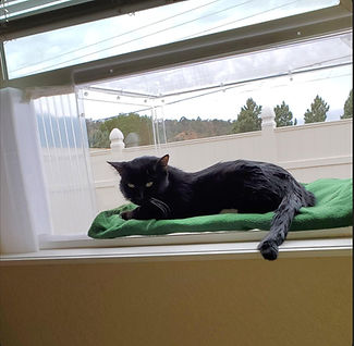 Premium Cat Window Perches| Kitty Kubby
