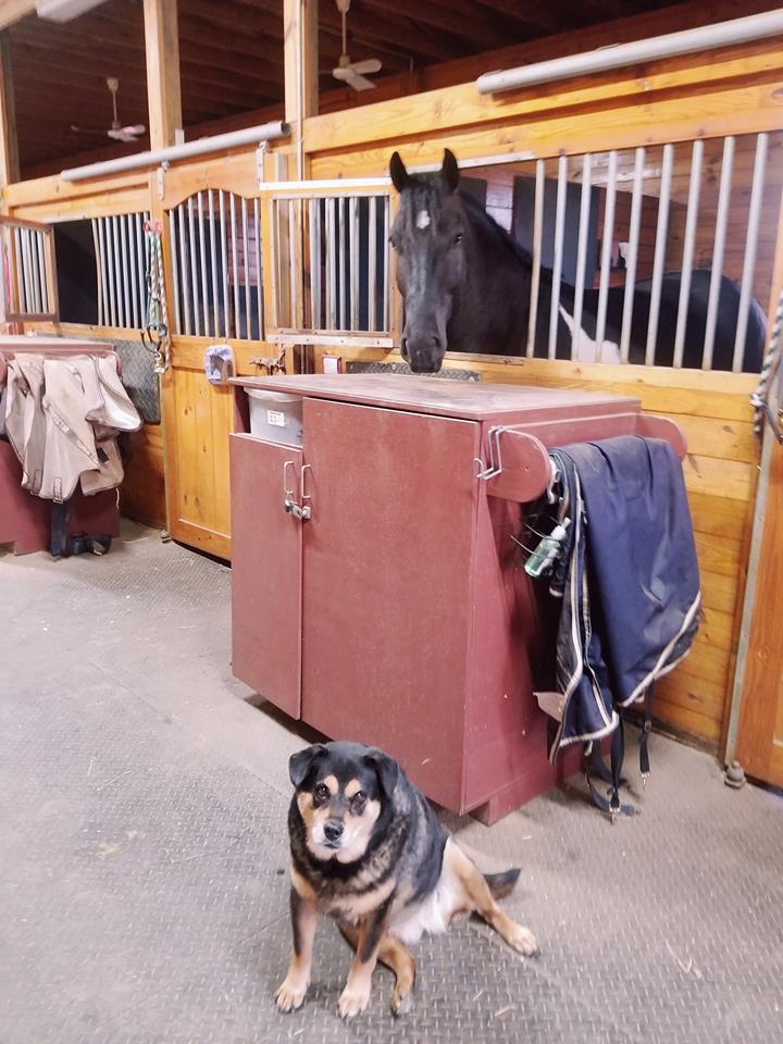 Photo Gallery | River Road Riding Club