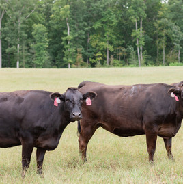 Beef For Sale | River Road Cattle Company | Chesterfield